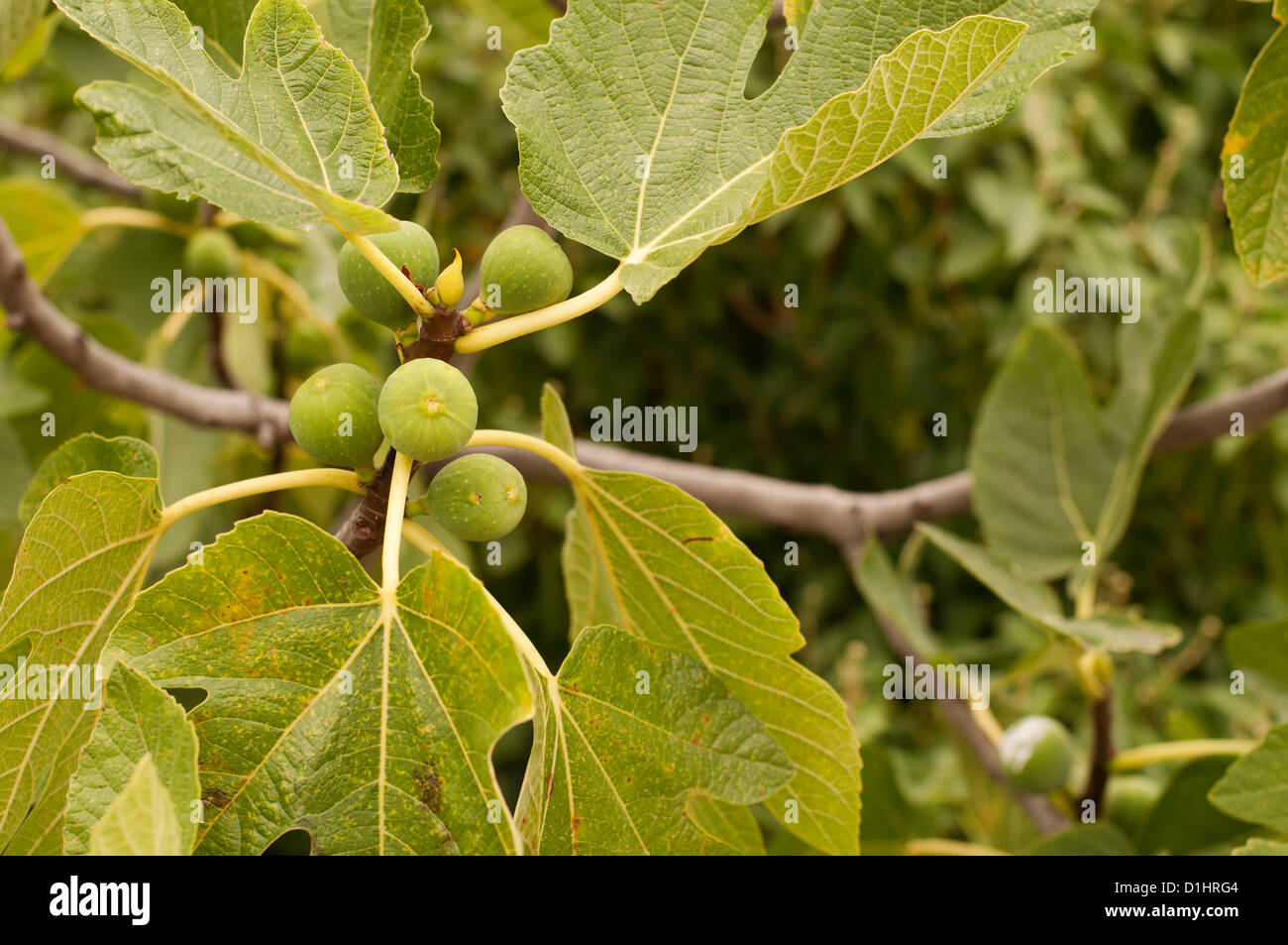Closeup unripe green olives hi-res stock photography and images - Alamy
