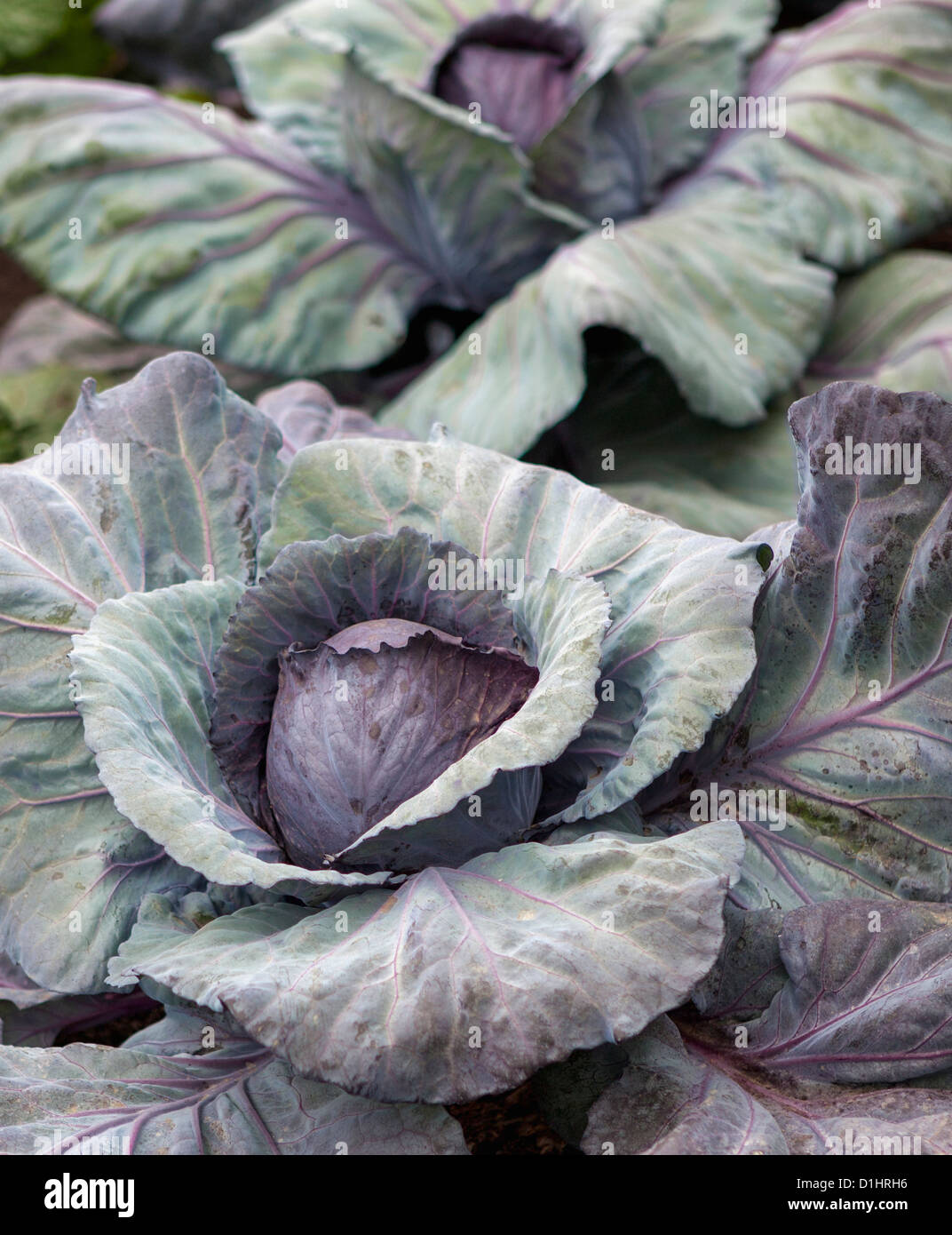 Red cabbage on vegetable display at the Hampton Court Palace Flower ...