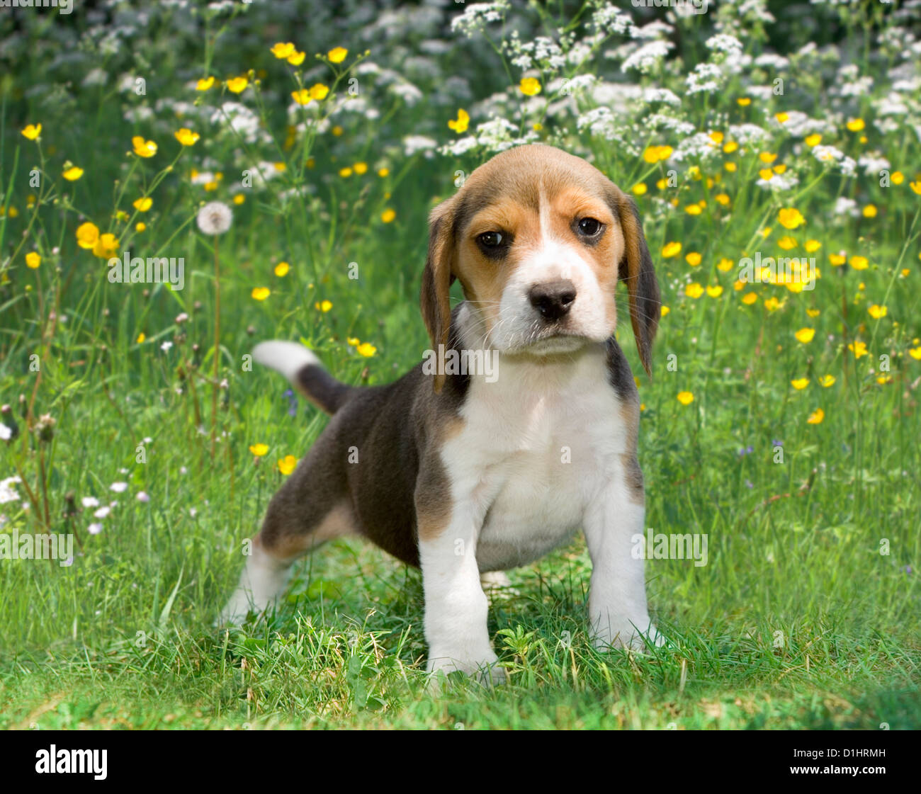 Outdoor dog hi-res stock photography and images - Alamy