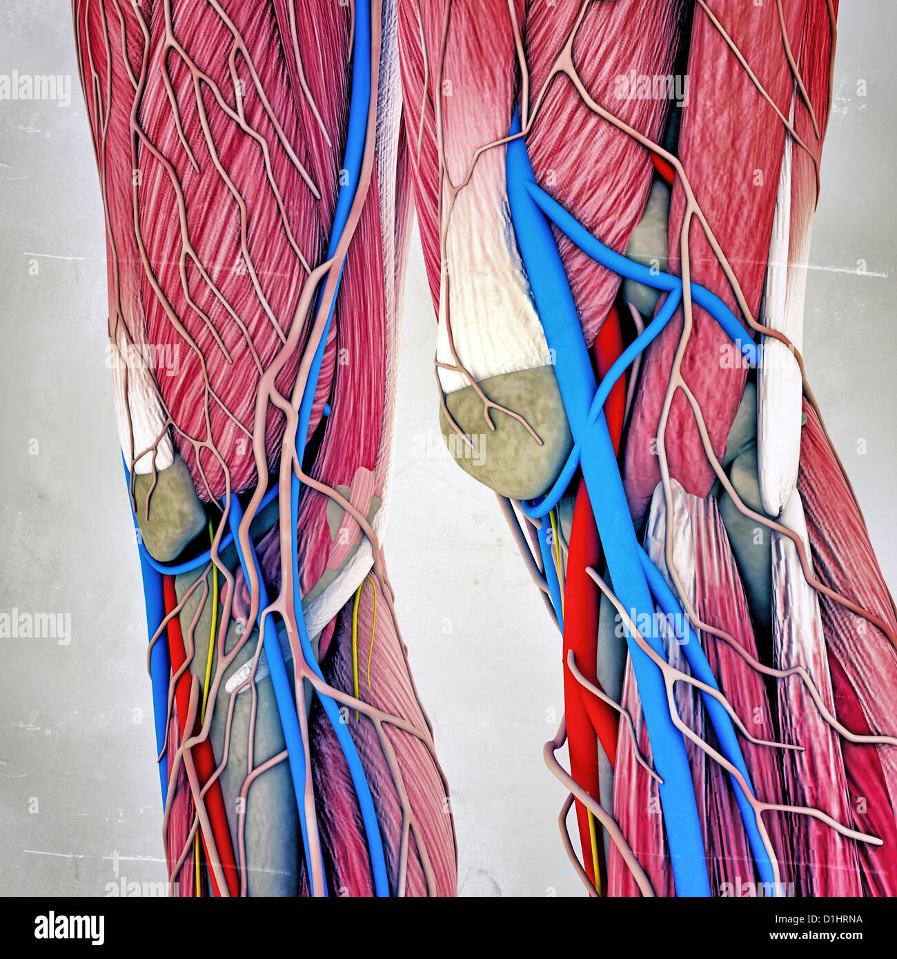 Man legs muscles anatomy hi-res stock photography and images - Alamy