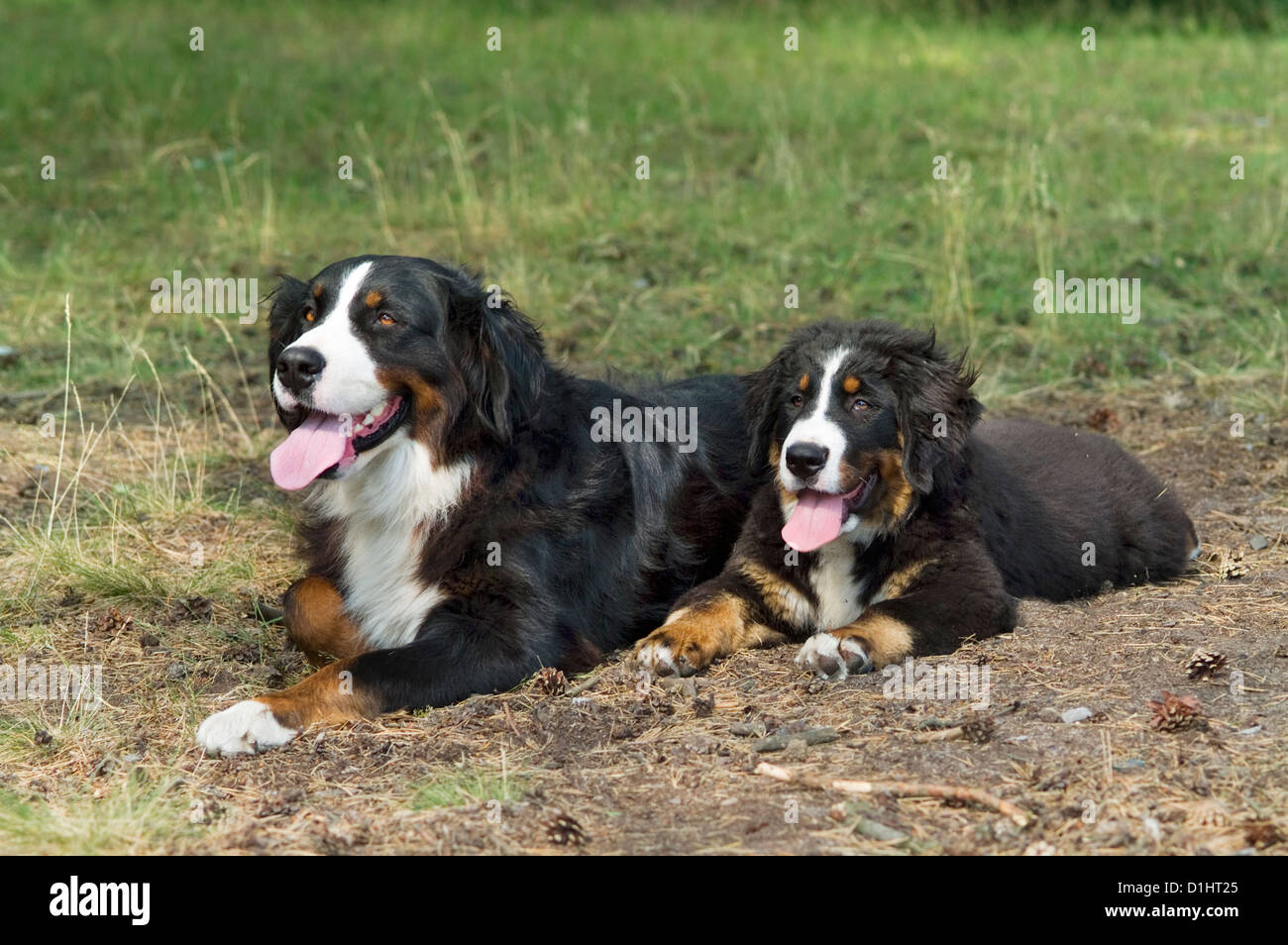 Bernese mountain dog photograph hi-res stock photography and images - Alamy