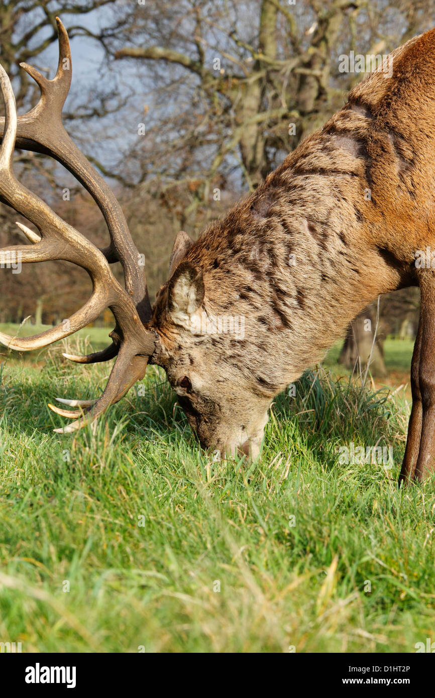 Western European Red Deer stag ( Cervus Elaphus ) wollaton Park ...