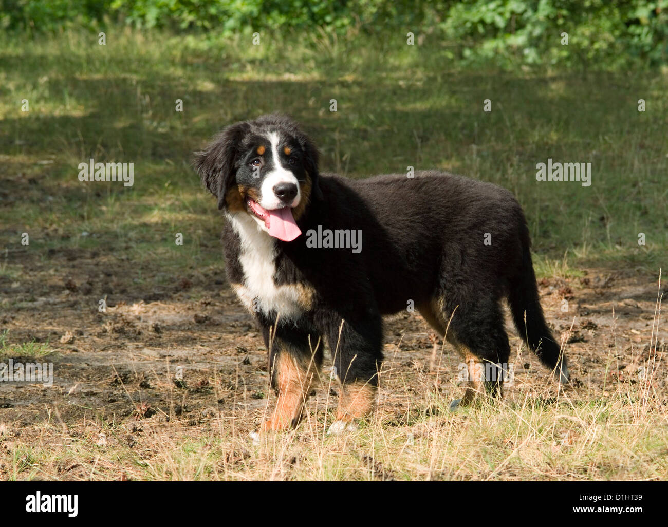 Bernese mountain dog photograph hi-res stock photography and images - Alamy
