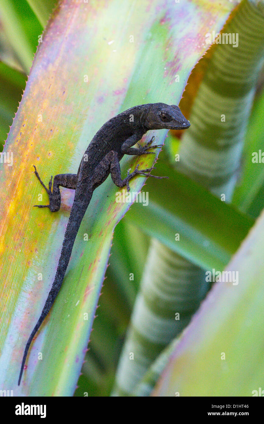 Florida gecko hi-res stock photography and images - Alamy