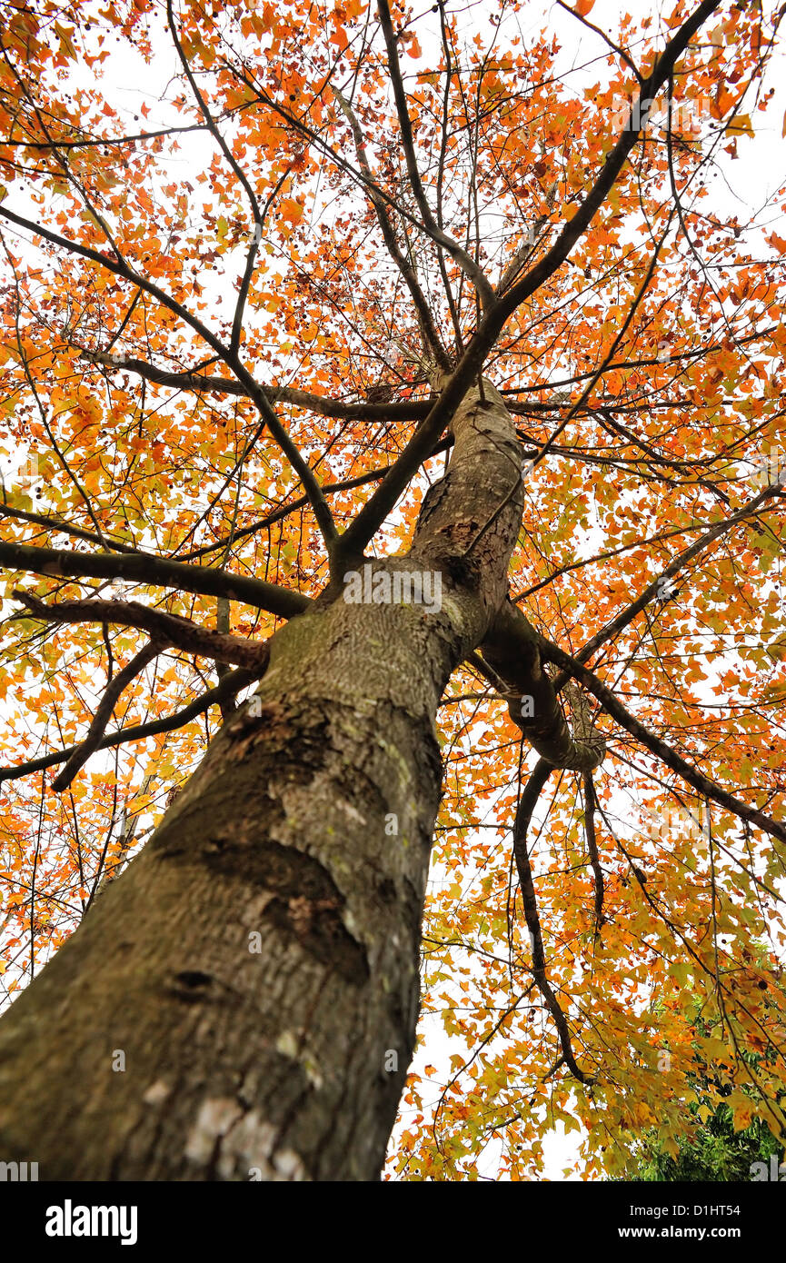 Maple tree from below the tree Stock Photo - Alamy