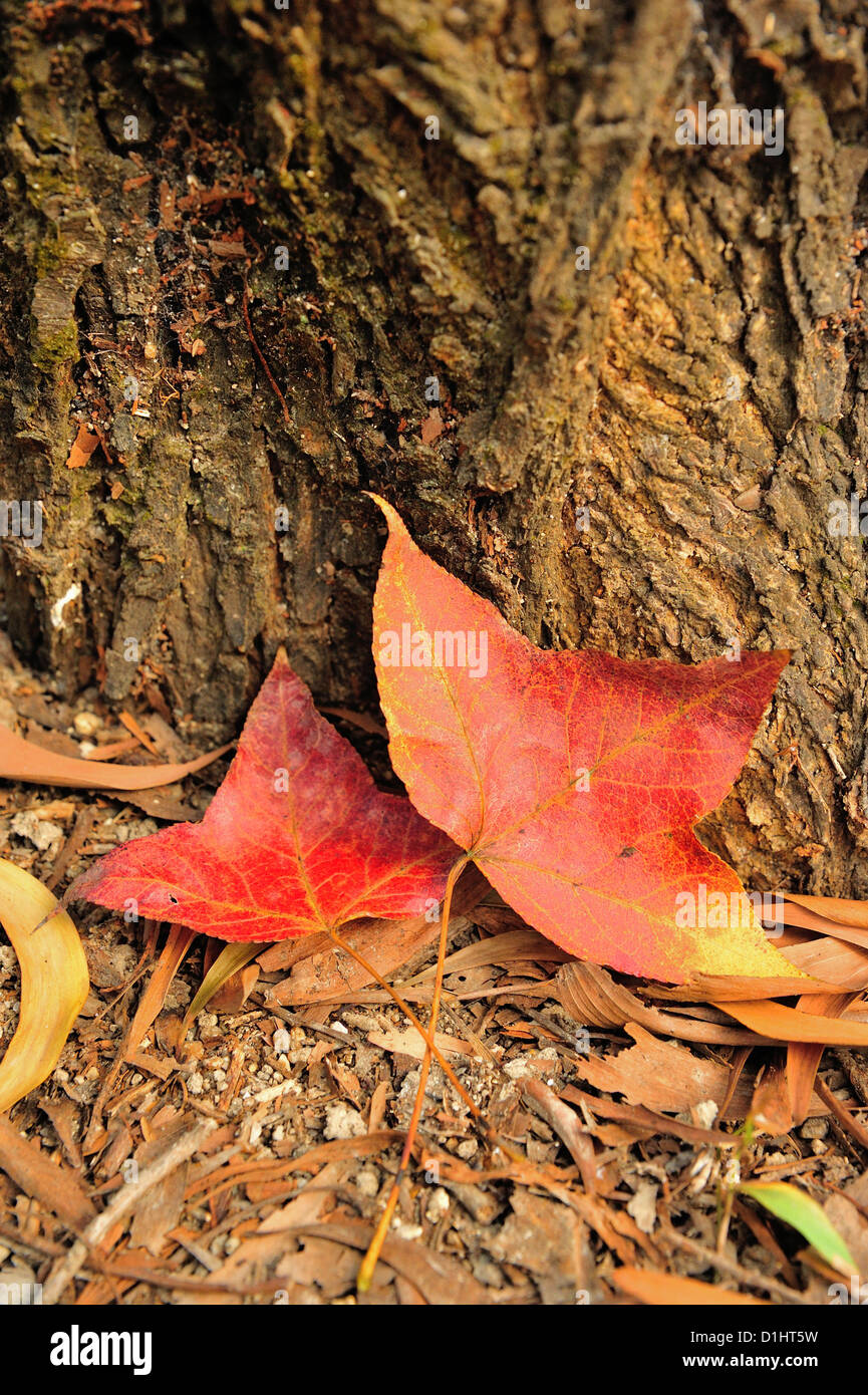 Pair of maples at the base of the tree Stock Photo - Alamy