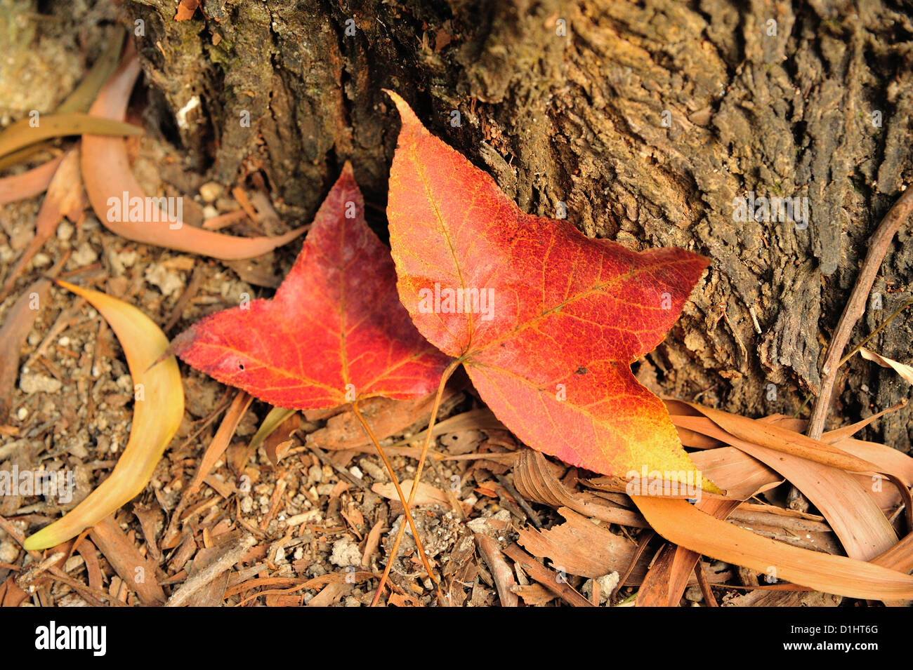 Two maples hi-res stock photography and images - Alamy