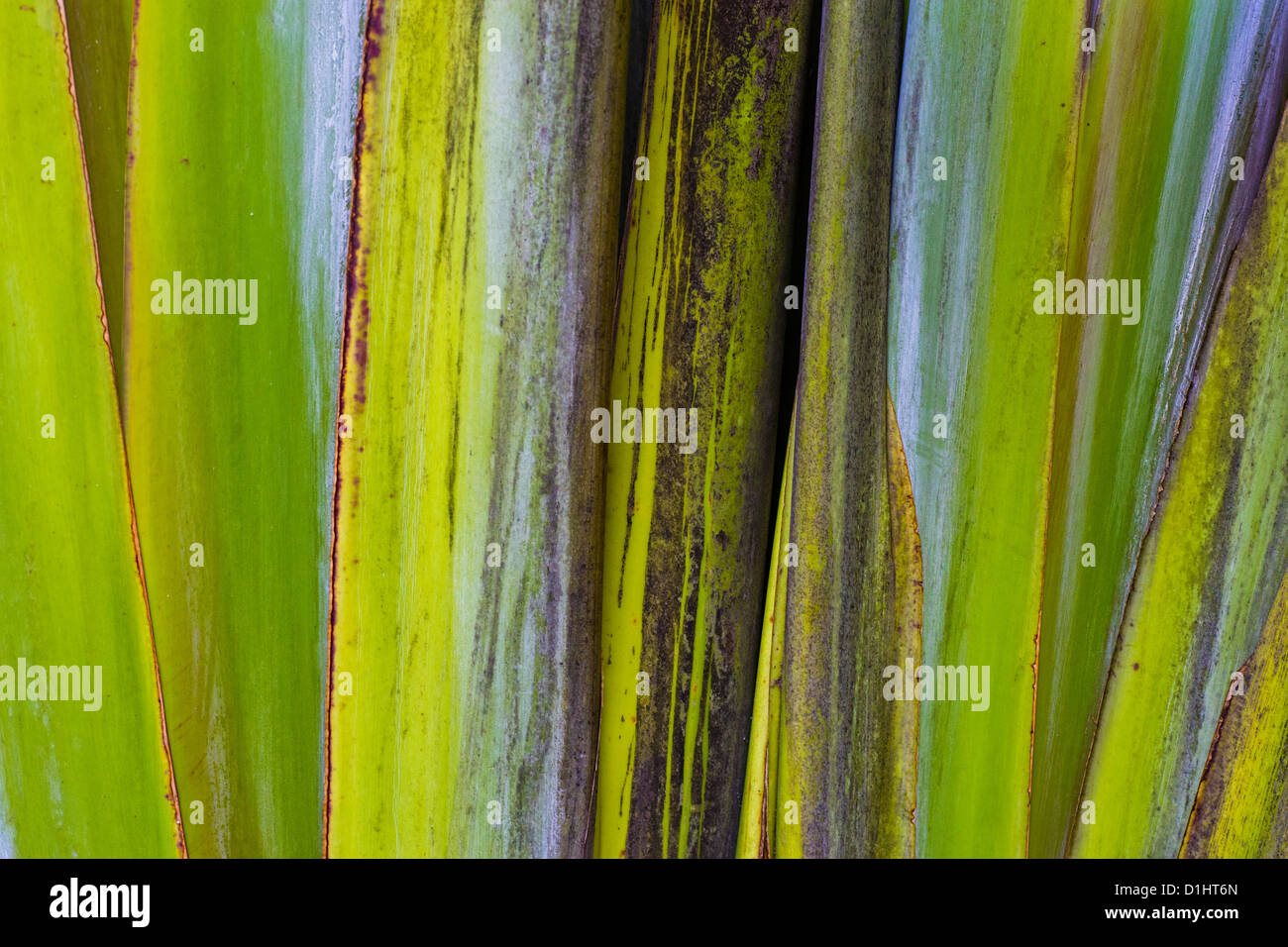 Abstract closeup of pattern in tropical plant Stock Photo - Alamy