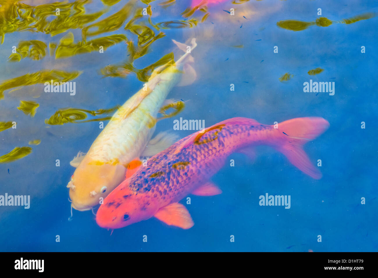 a pair of koi fish swimming together in pond Stock Photo - Alamy