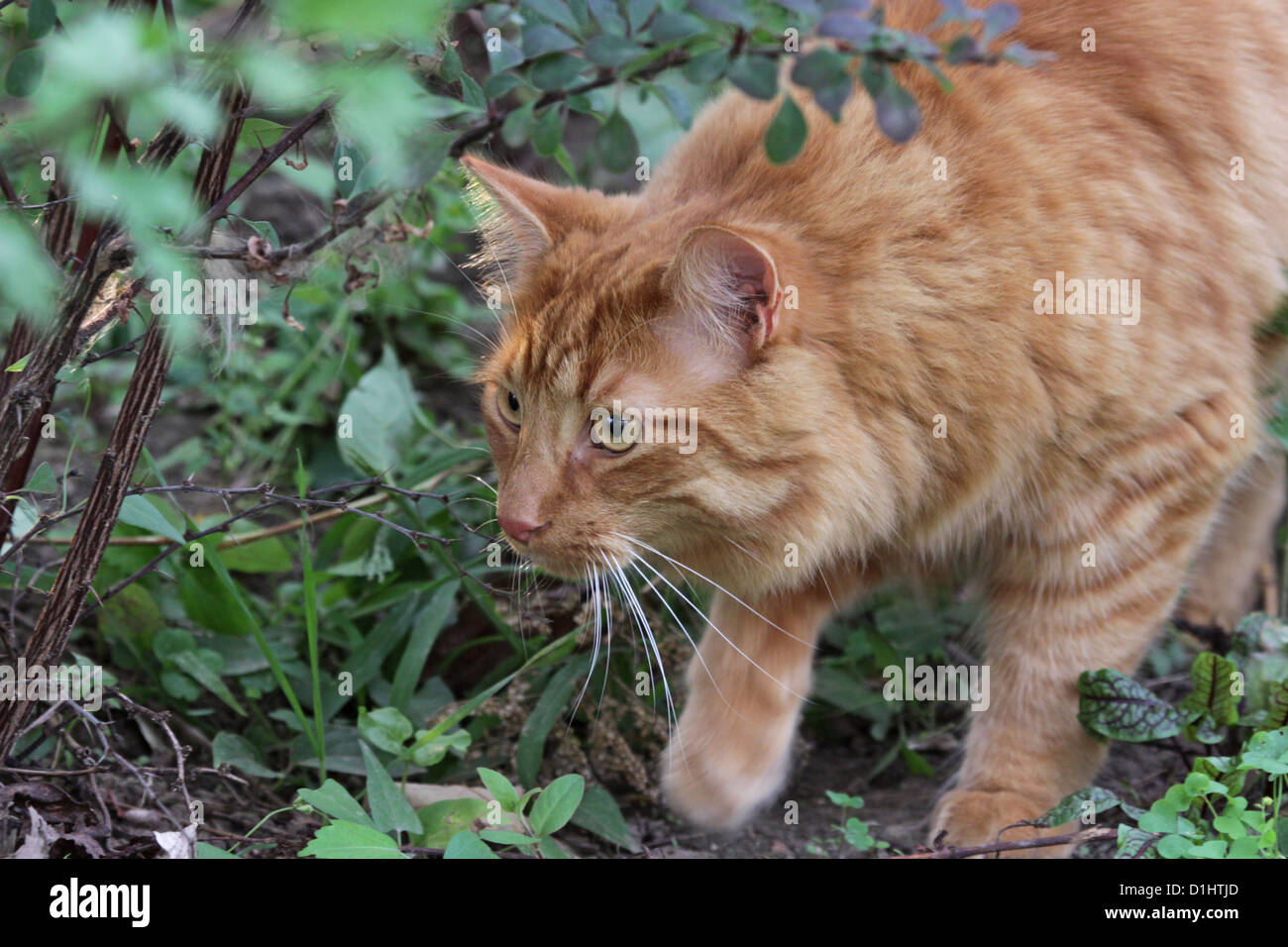 Stalking Orange Tabby Cat Stock Photo - Alamy