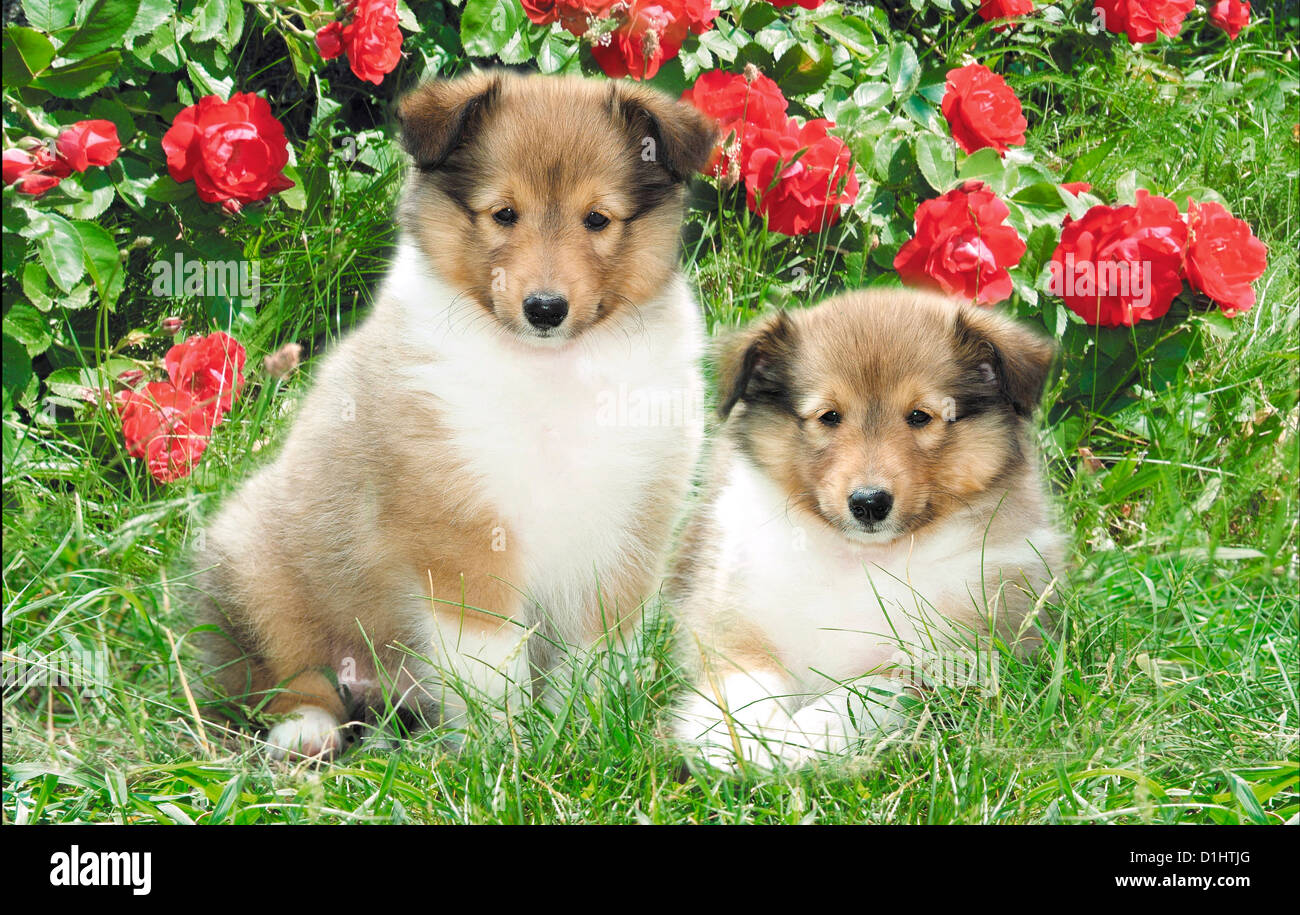 Sheep dog puppies hi-res stock photography and images - Alamy