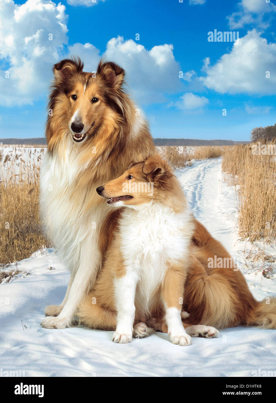Dogs as family hi-res stock photography and images - Alamy
