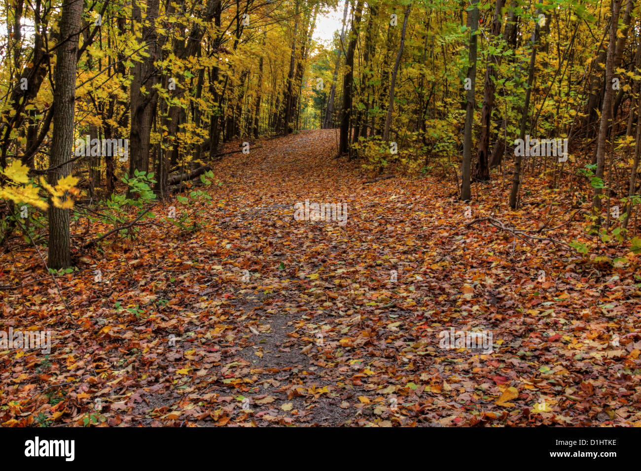 Autumn Trail in Sunlight Stock Photo - Alamy