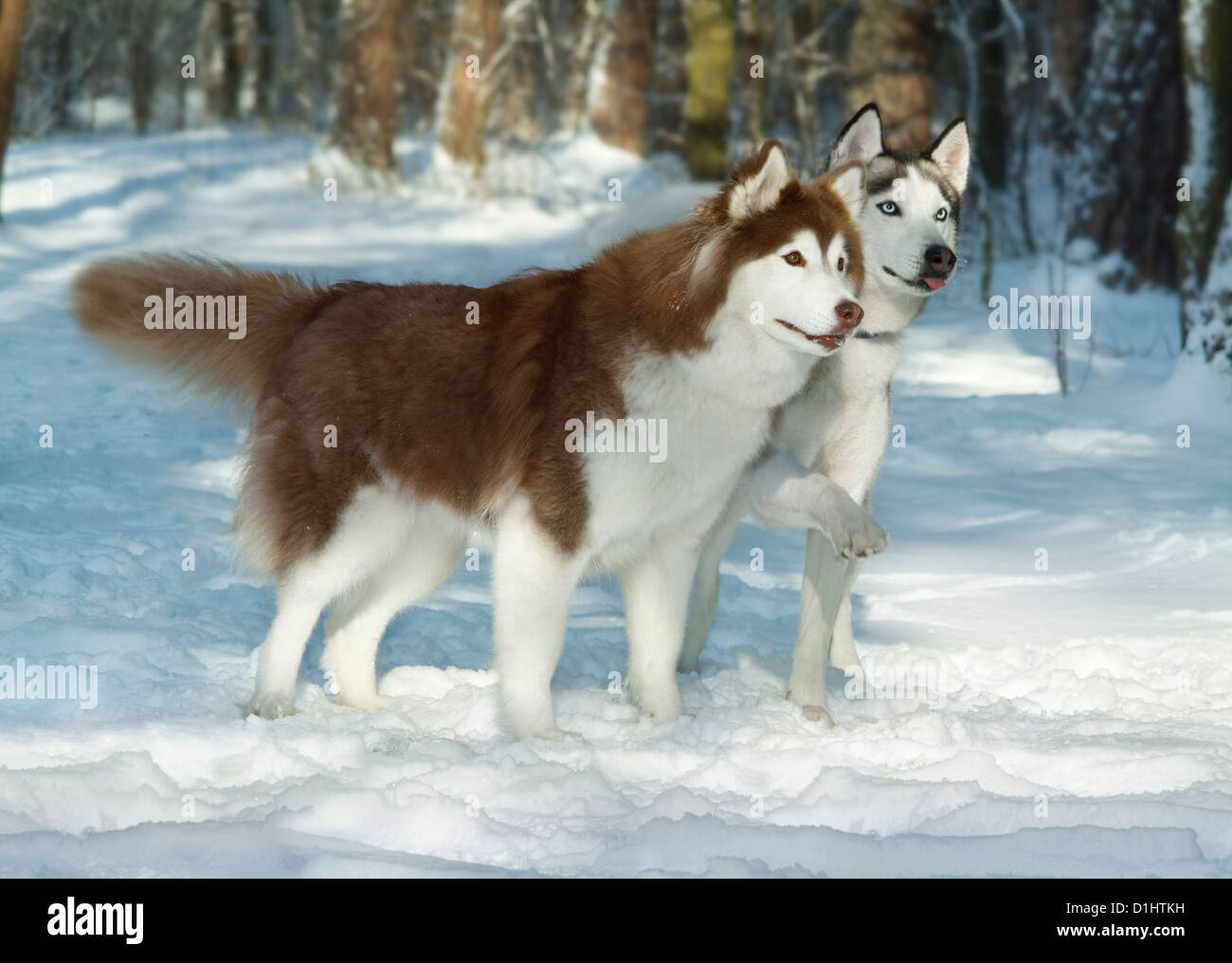 Siberian Husky dogs in the forest Stock Photo - Alamy