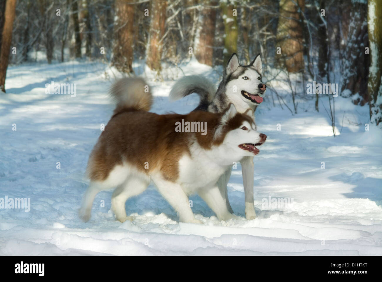 Siberian husky hi-res stock photography and images - Alamy