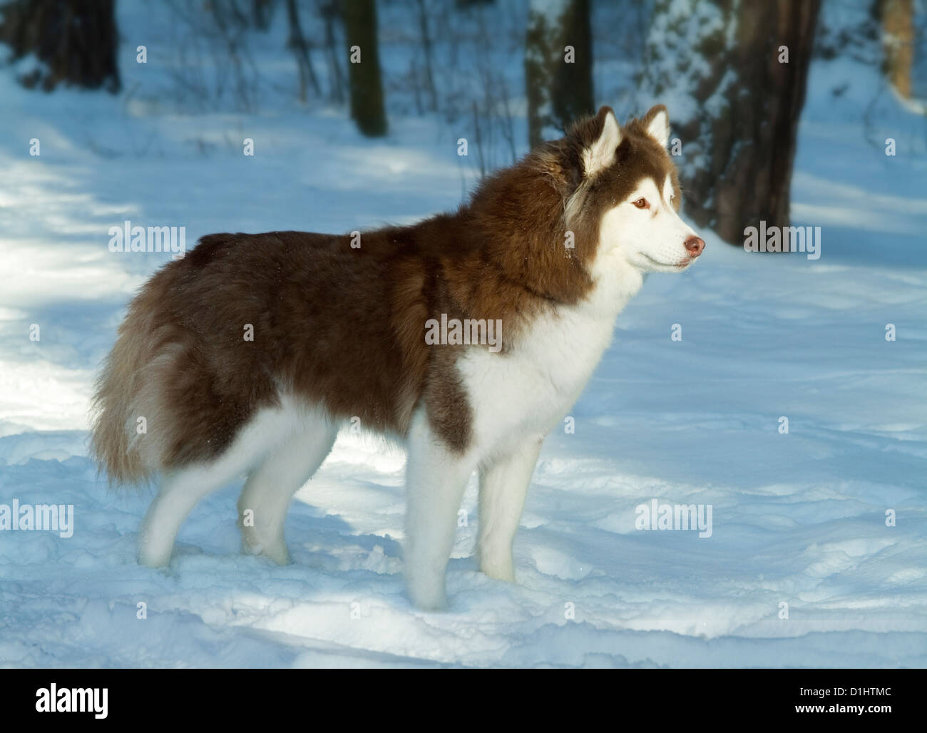 Husky dog standing in hi-res stock photography and images - Alamy