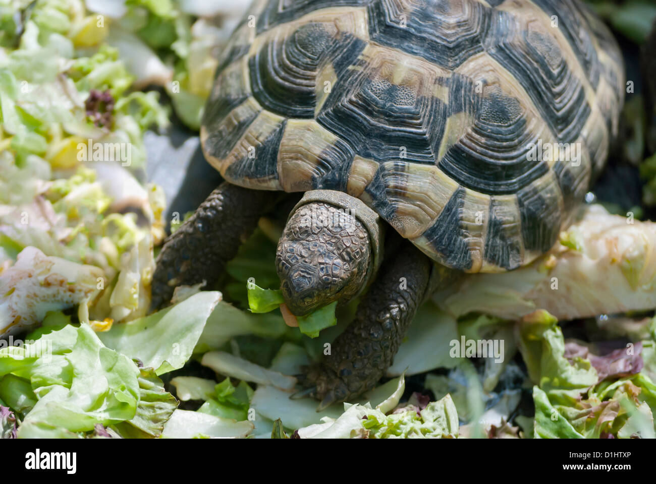 Cute turtle eating green leaves Stock Photo - Alamy