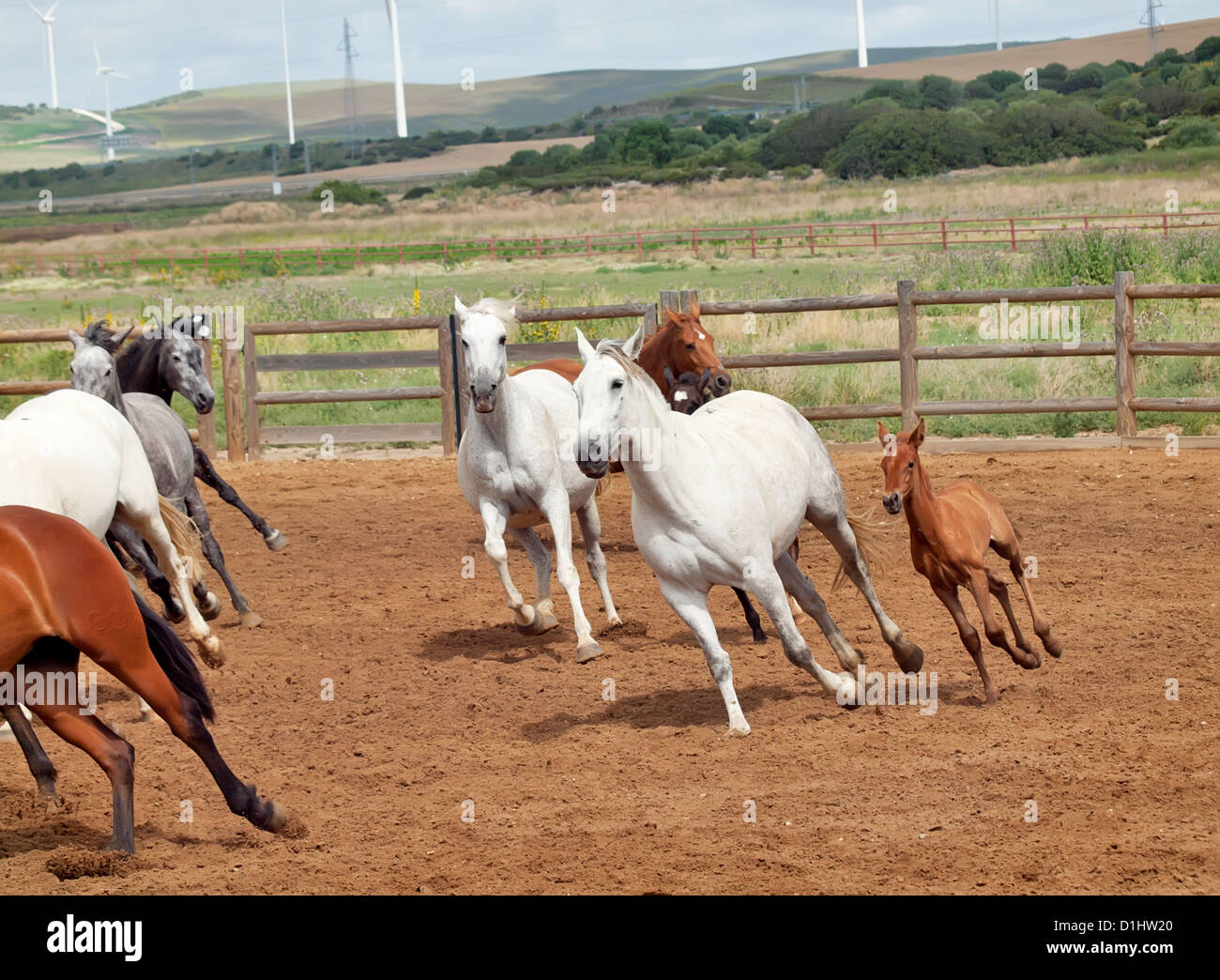 Andalusian bay stallion trott hi-res stock photography and images - Alamy