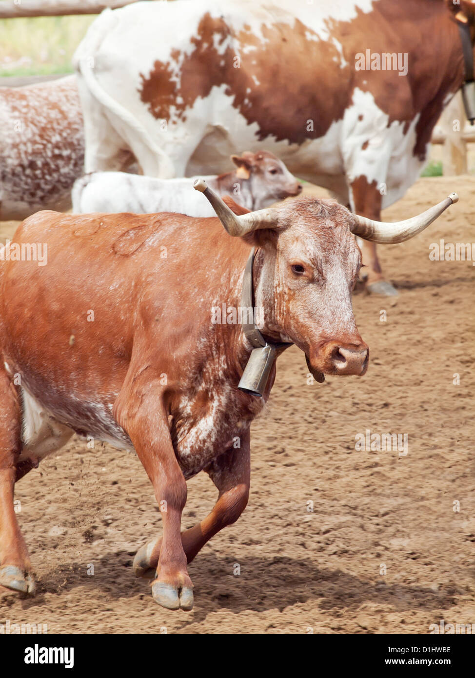 Spanish red hi-res stock photography and images - Alamy