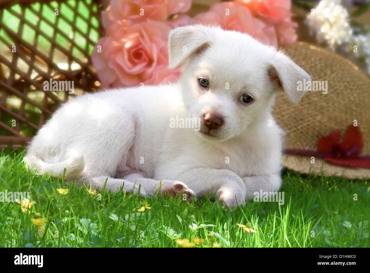 Half breed puppy in the garden Stock Photo - Alamy