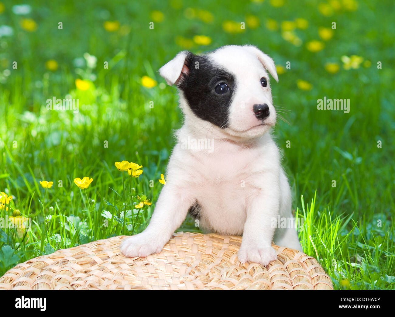 Half breed puppy in the garden Stock Photo - Alamy