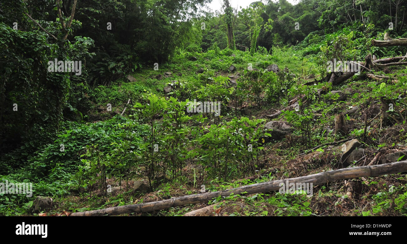 Abandoned garden plot, with tree stumps and small trees, Seven Sisters ...