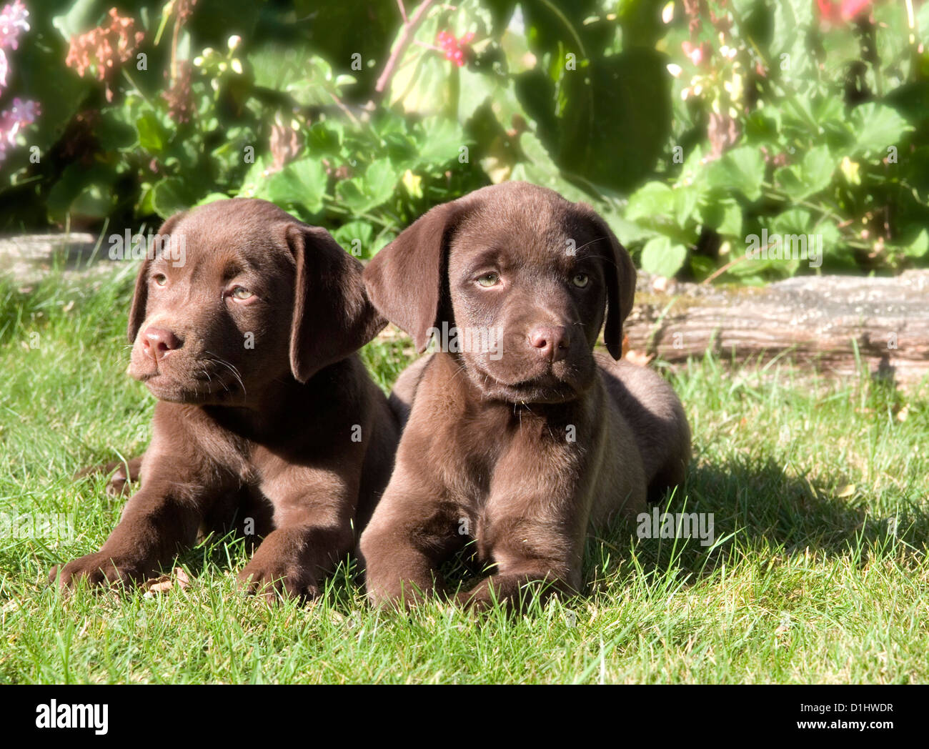 Labrador Retriever dogs in garden Stock Photo - Alamy