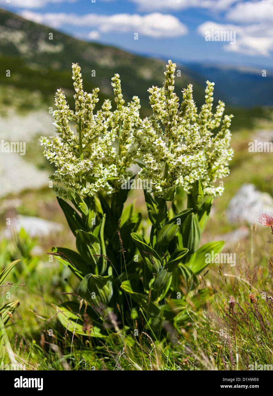White Hellebore (Veratrum Album) poisonous mountain flower Stock Photo ...