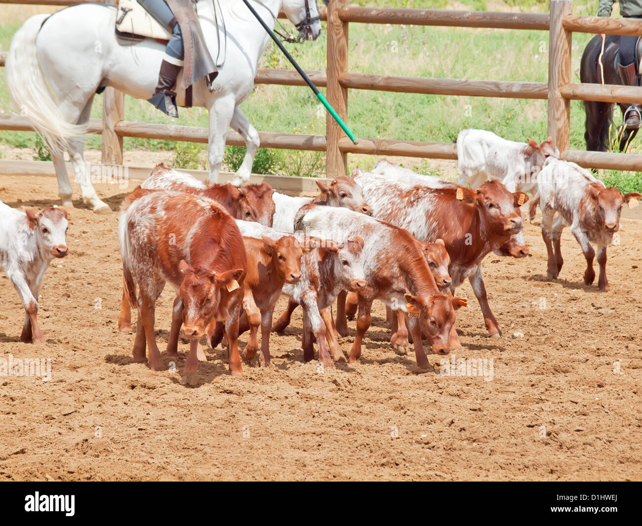 Spanish Cowboy High Resolution Stock Photography and Images - Alamy