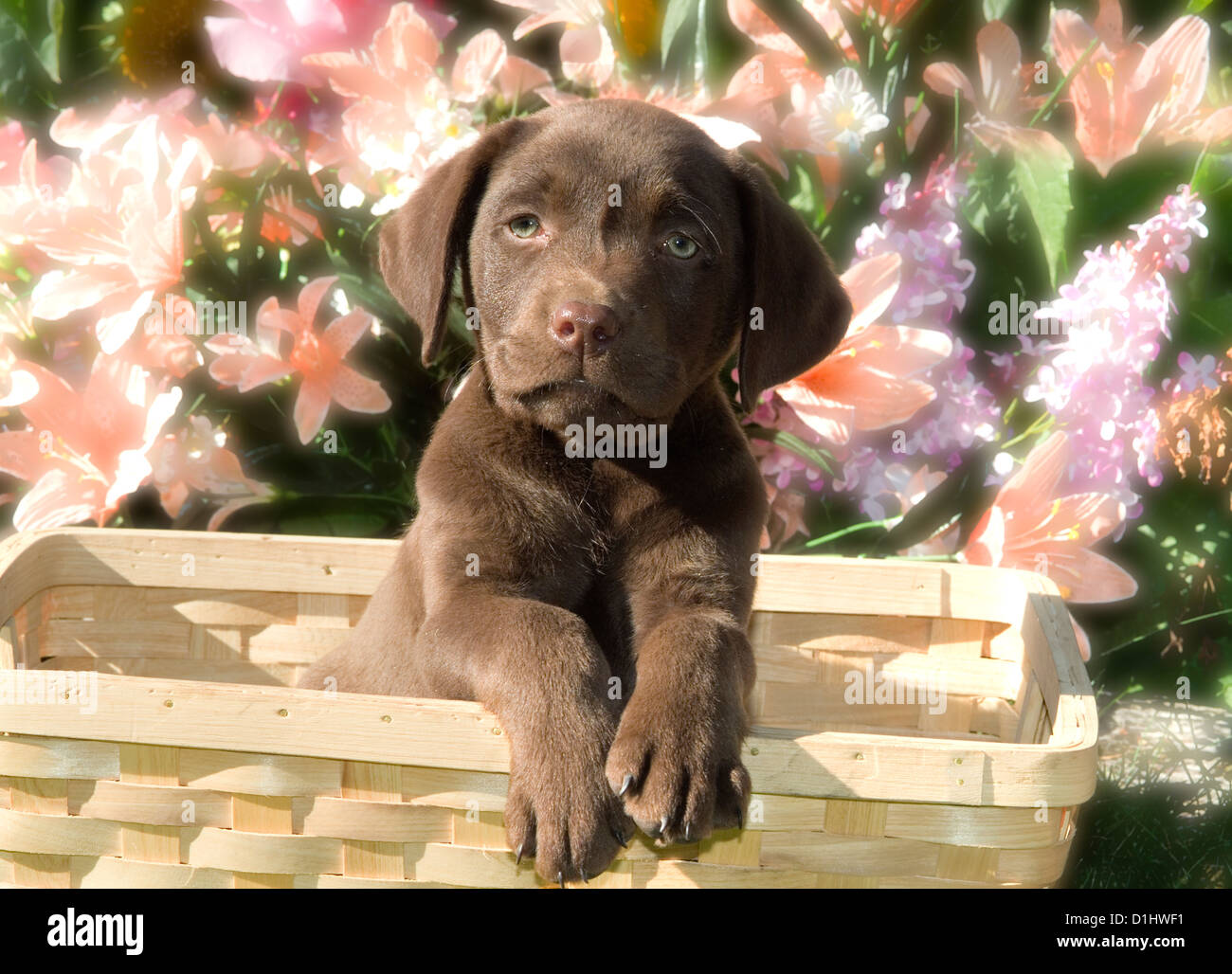 Brown Labrador Retriever Puppies