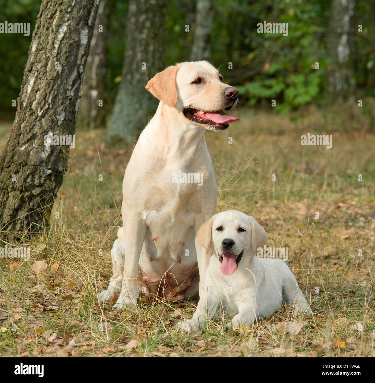 Labrador Retriever dogs in the forest Stock Photo - Alamy