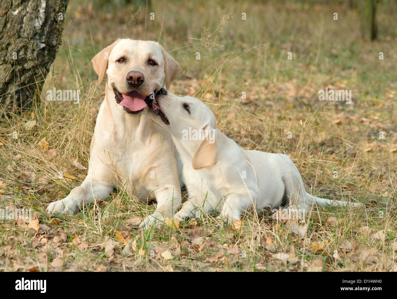 Dogs hi-res stock photography and images - Alamy