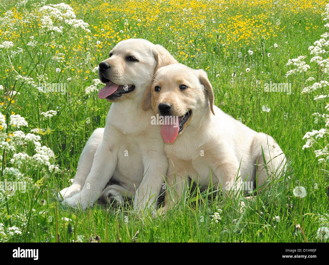 Outdoor portrait of couple Labrador Retriever young dogs in the garden ...