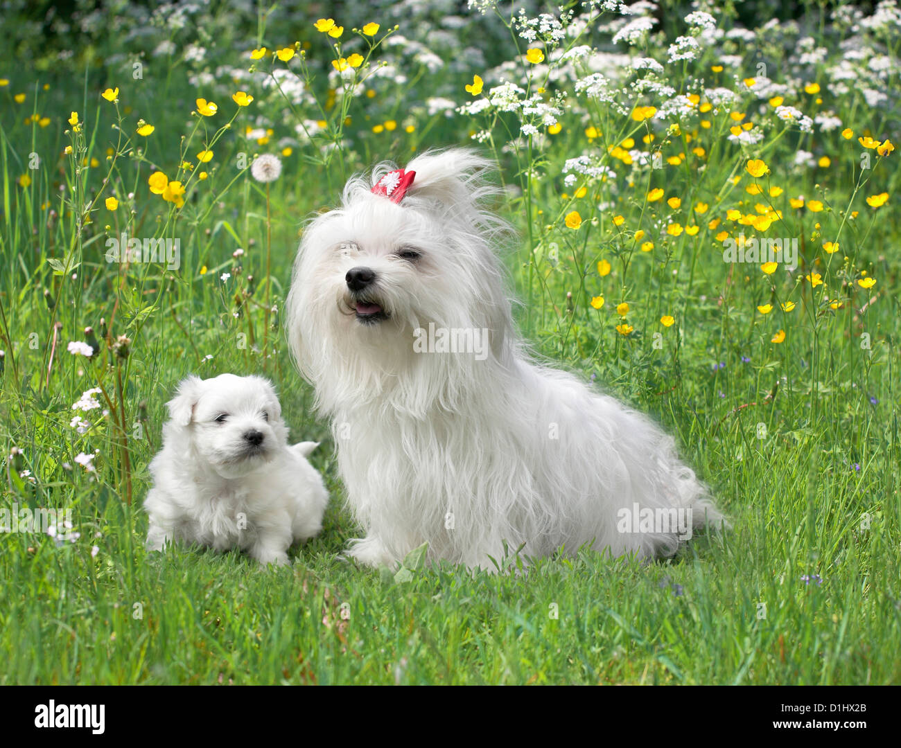 Maltese family in the grass Stock Photo - Alamy