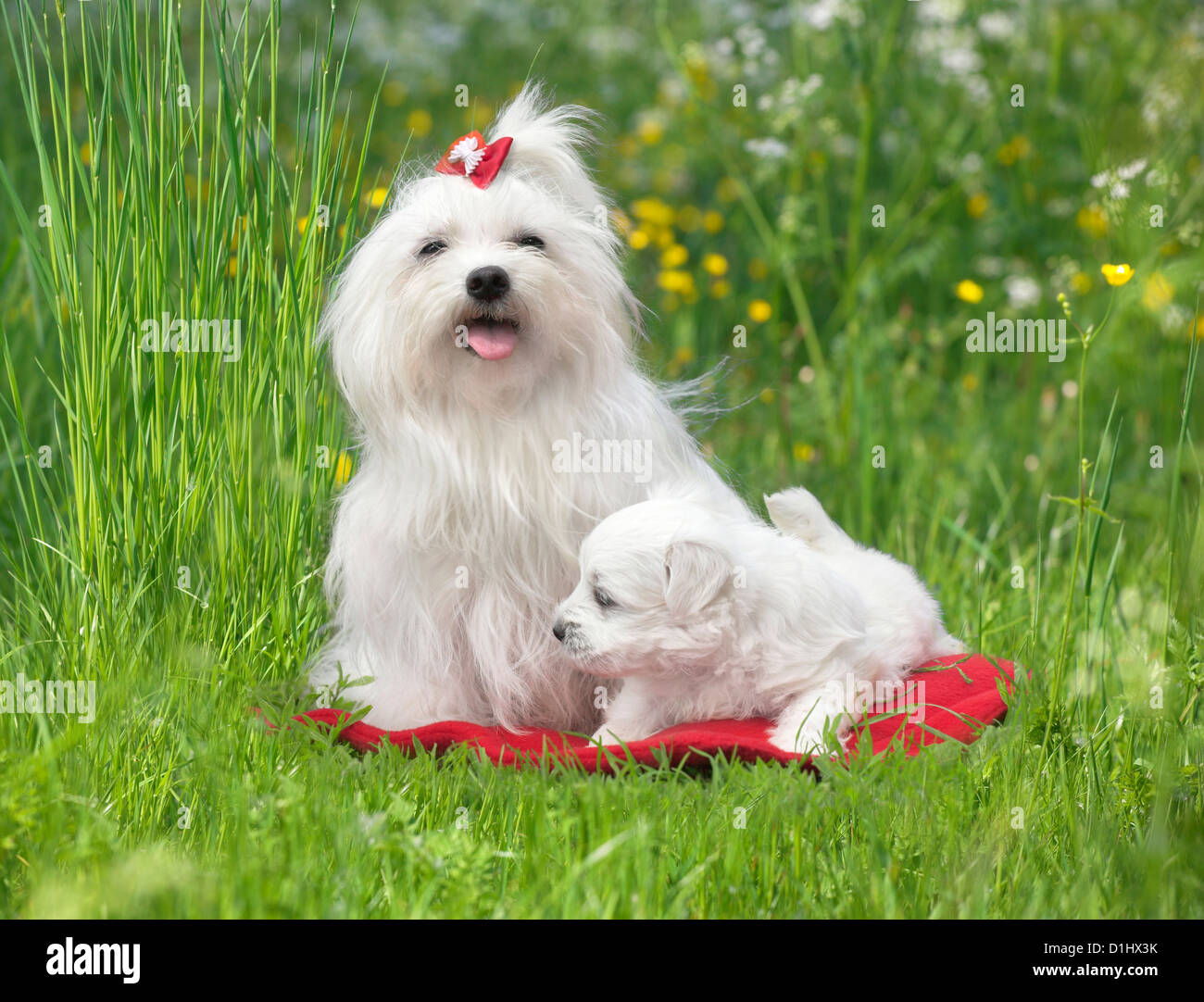 Maltese family in the grass Stock Photo - Alamy