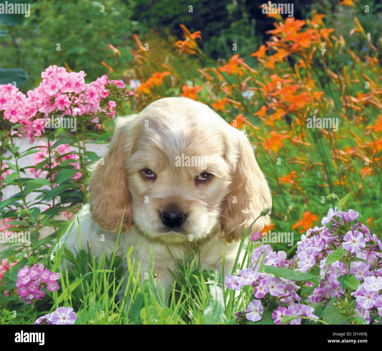Young English Cocker Spaniel dog puppy in the garden Stock Photo - Alamy