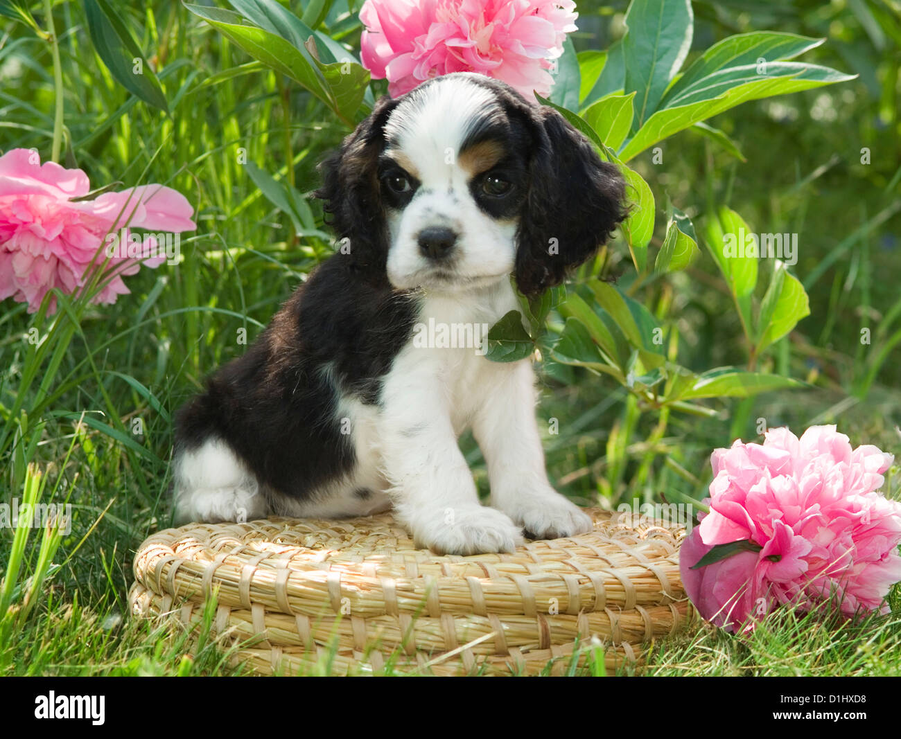 Outdoor portrait of young English Cocker Spaniel dogs in the flowers ...