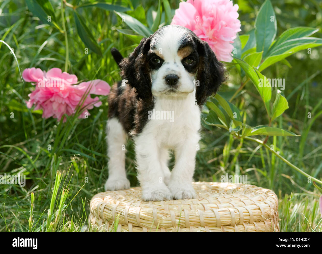 English cocker spaniel puppies hi-res stock photography and images - Alamy