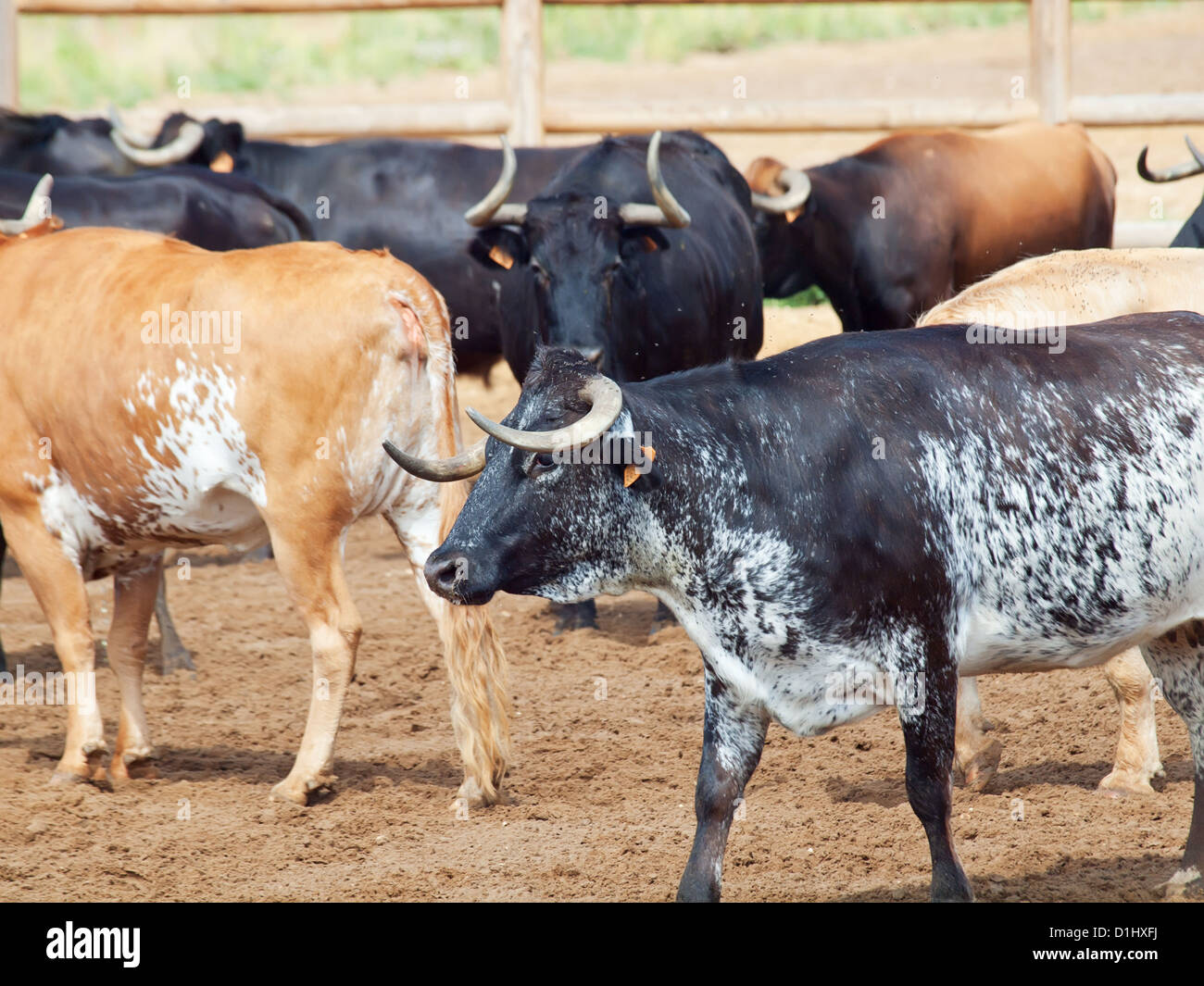 Cow From The Farm High Resolution Stock Photography and Images - Alamy