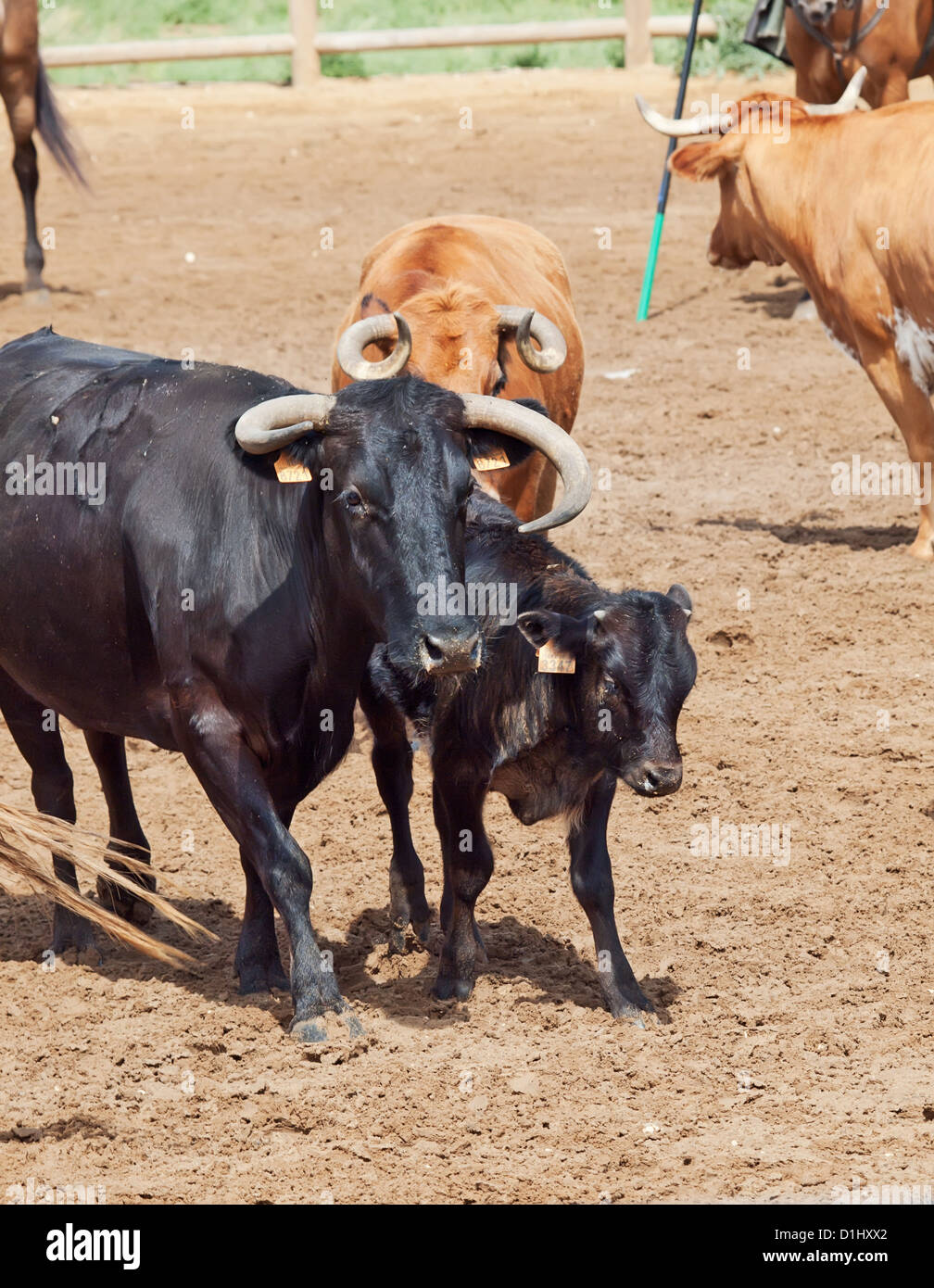 Black Milk Cow High Resolution Stock Photography and Images - Alamy