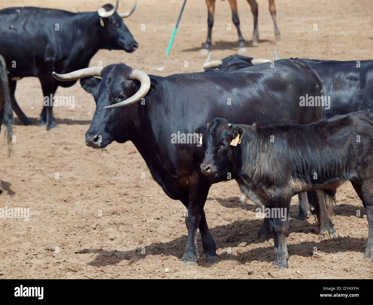 Black Milk Cow High Resolution Stock Photography and Images - Alamy