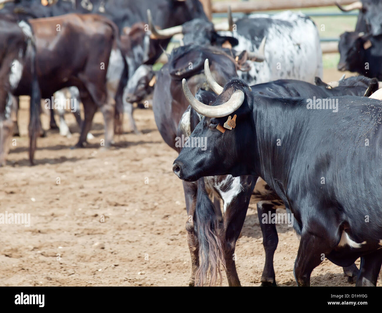 Spain cow hi-res stock photography and images - Alamy