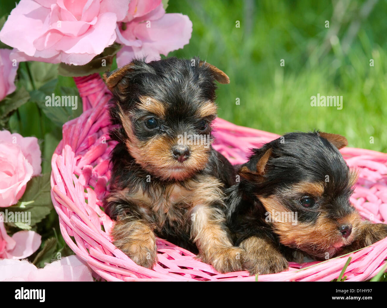 Small Yorkshire Terrier Stock Photo - Alamy