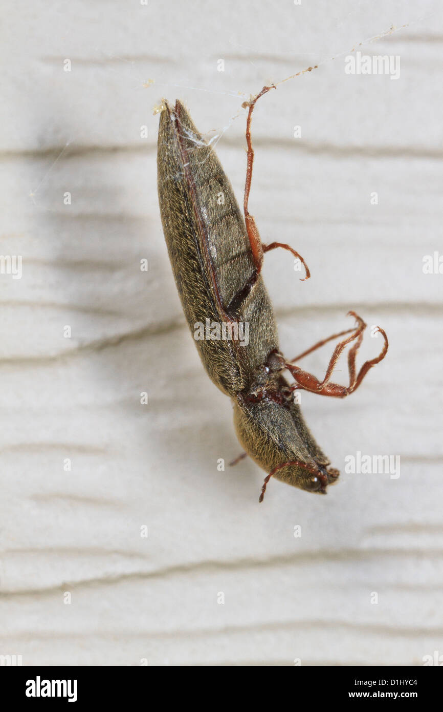 Click beetle (Melanotus sp.) caught in a spider web Stock Photo - Alamy