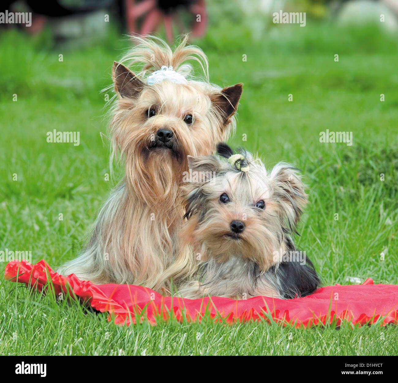 Yorkshire Terrier family Stock Photo - Alamy