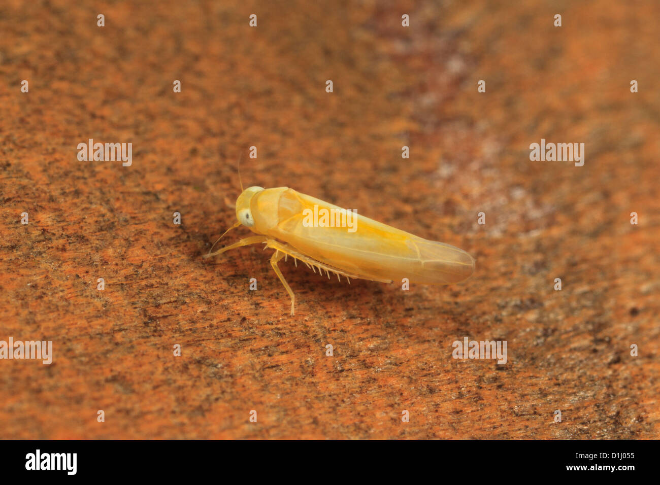 Alebra hi-res stock photography and images - Alamy