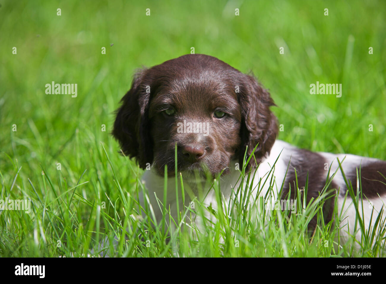 Small Munsterlander in the grass Stock Photo - Alamy