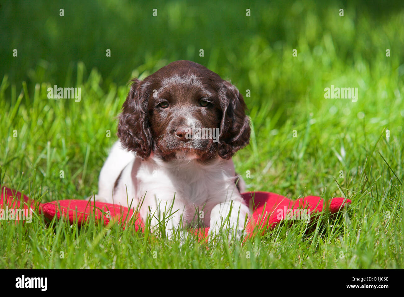 Munsterlander puppies hi-res stock photography and images - Alamy