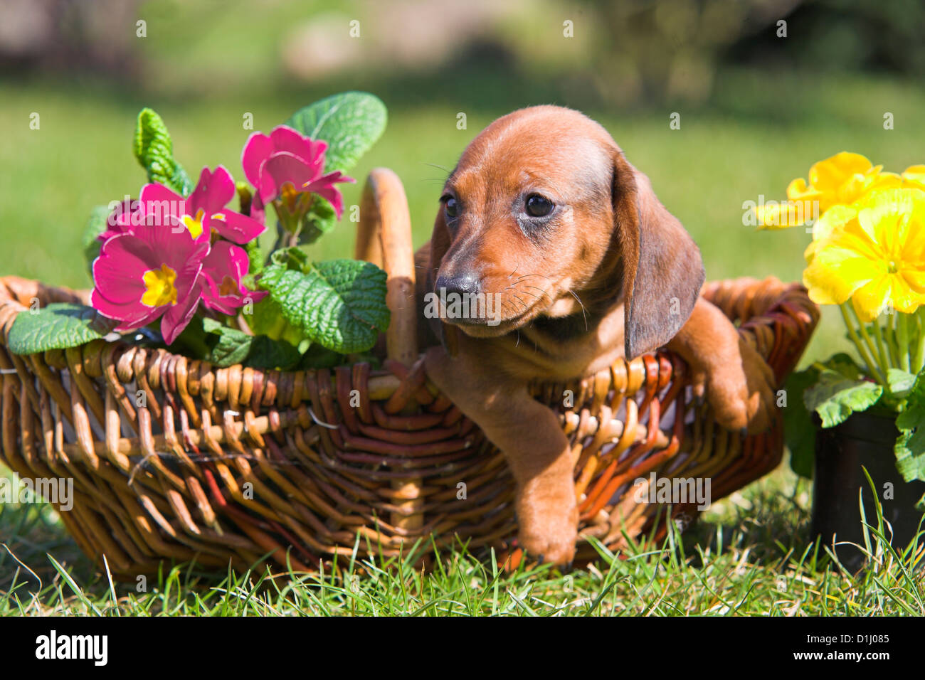 Dachshund Puppy the basket Stock Photo - Alamy
