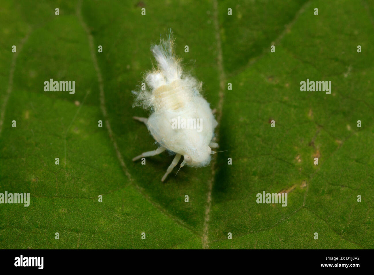 Auchenorrhyncha planthopper hi-res stock photography and images - Alamy